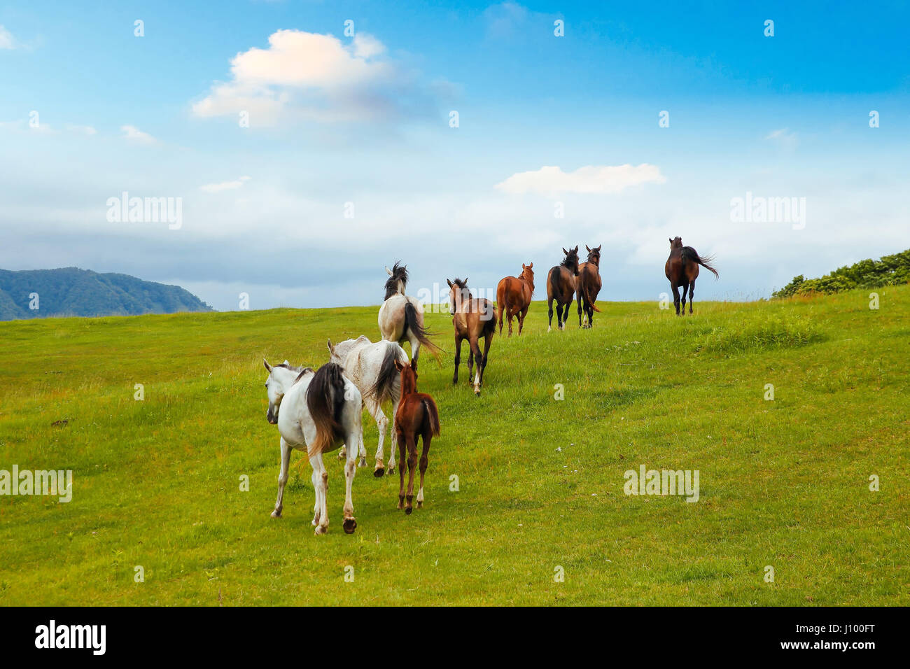 Horses in Field Stock Photo - Alamy