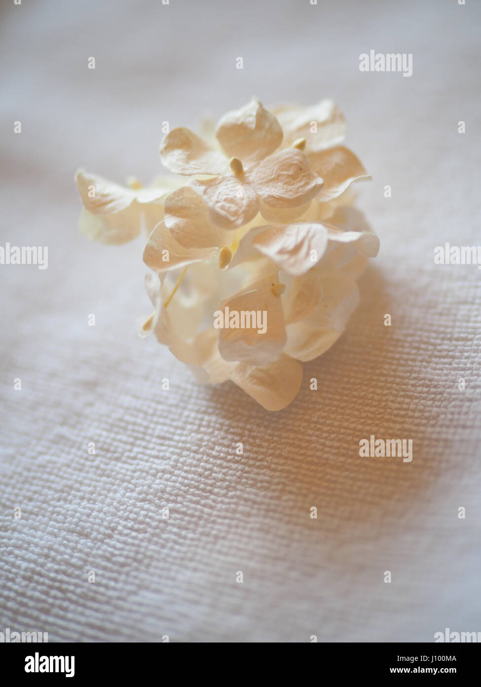 Laundry and Flower Stock Photo - Alamy