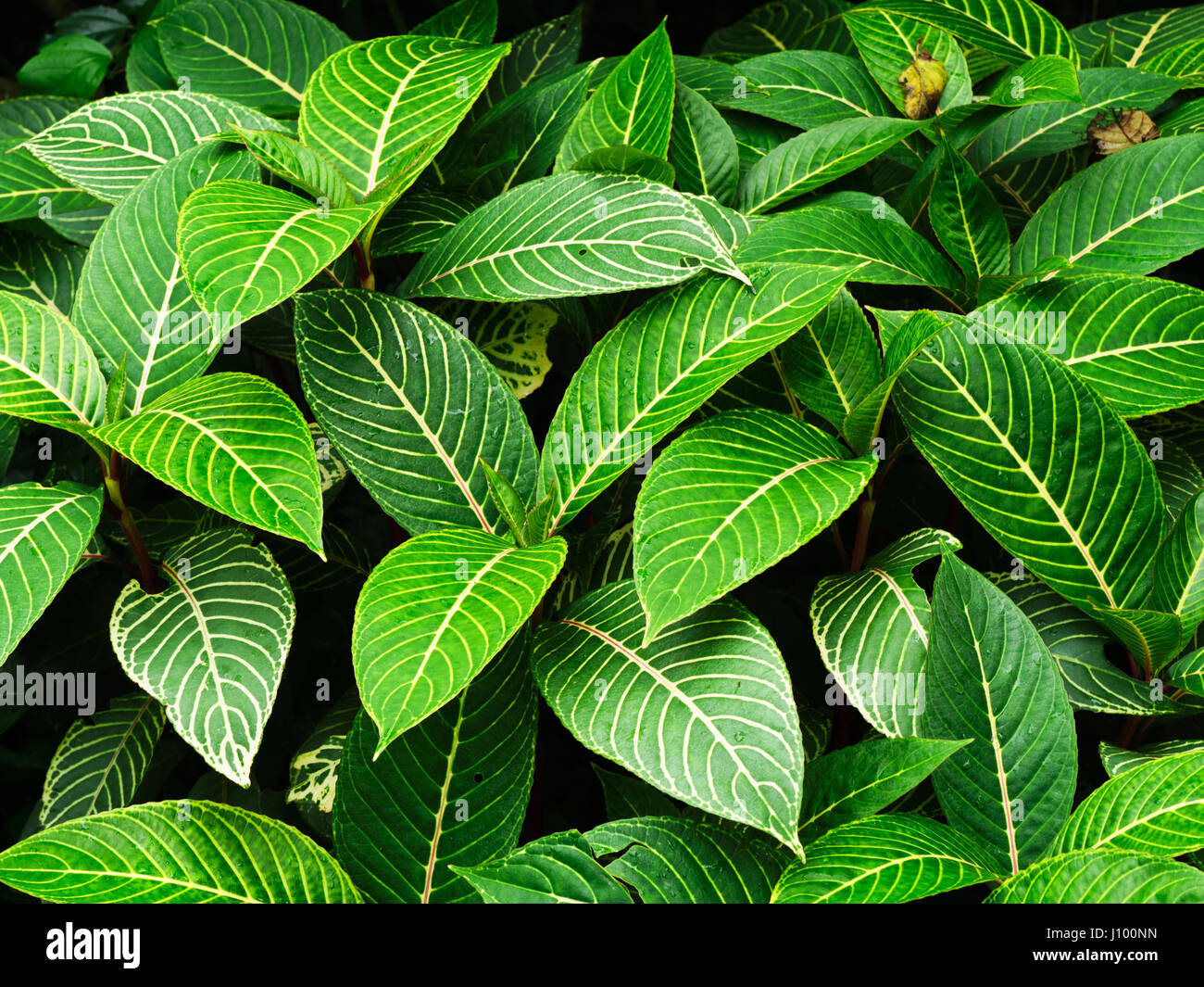 Leaves in Summer Stock Photo - Alamy