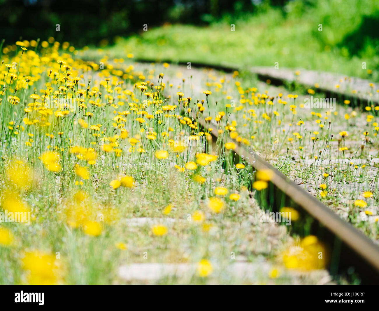 Railroad in Spring Stock Photo - Alamy