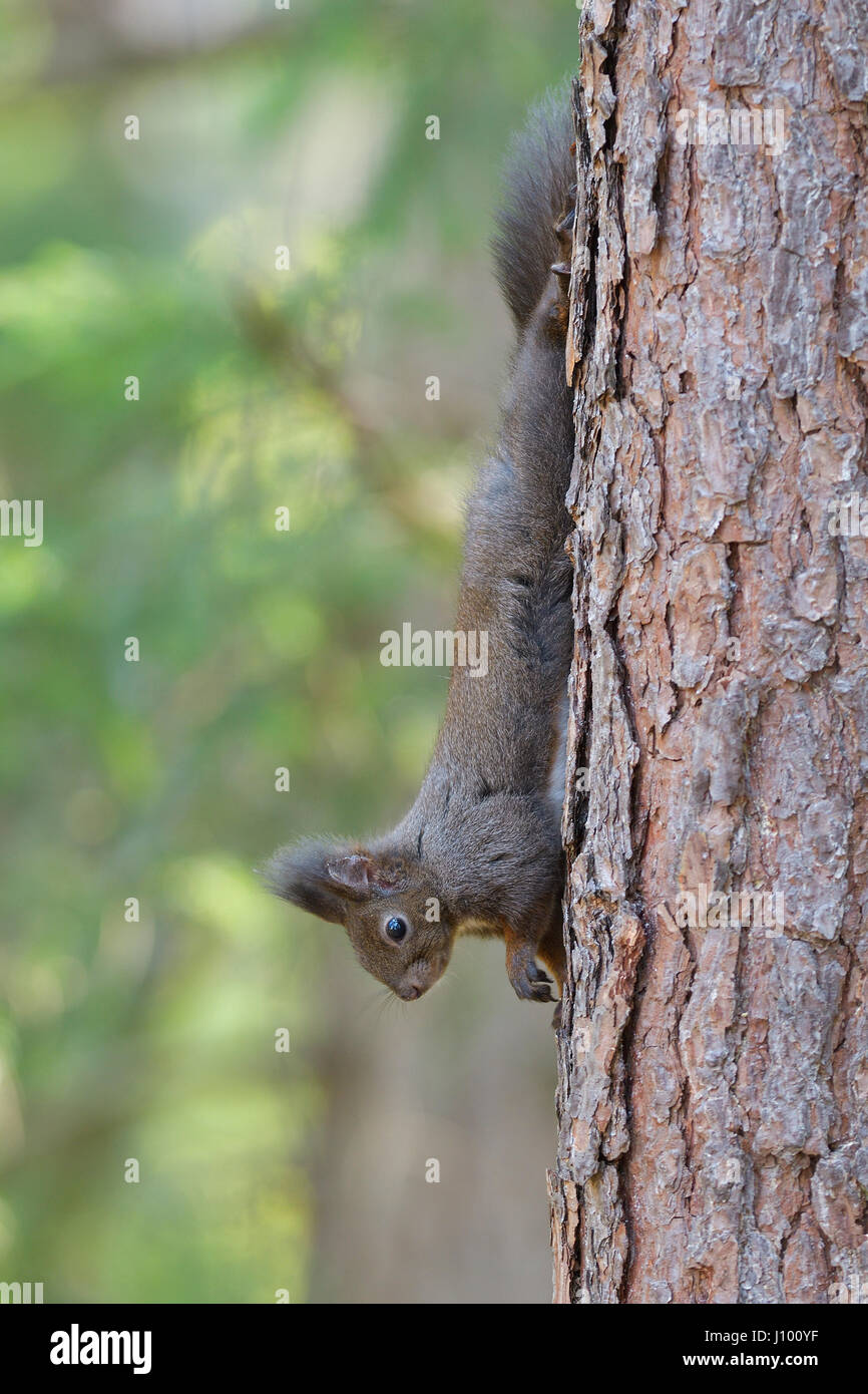 Squirrel climbing tree hi-res stock photography and images - Alamy