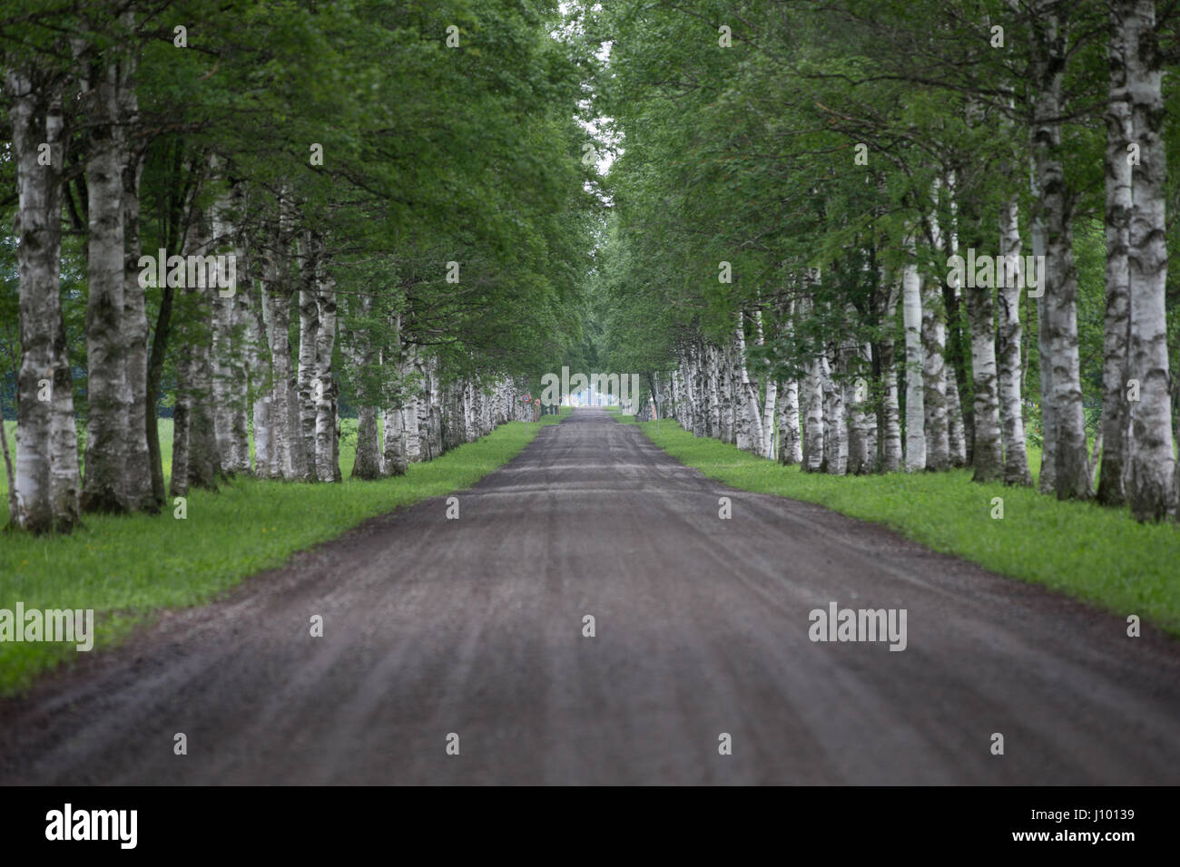 White Birch Treelined Stock Photo - Alamy
