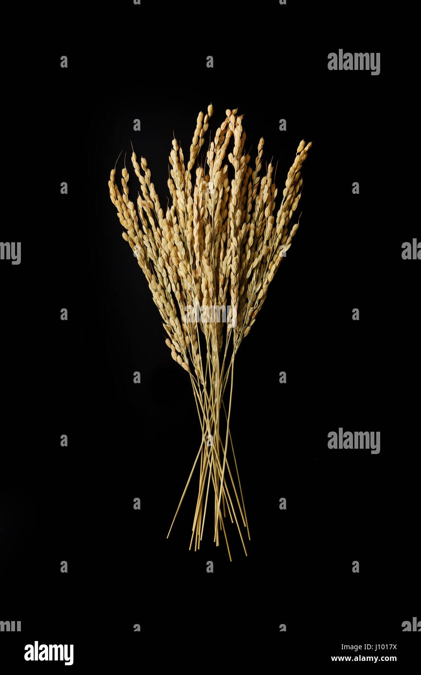 Rice Ears High Resolution Stock Photography and Images - Alamy