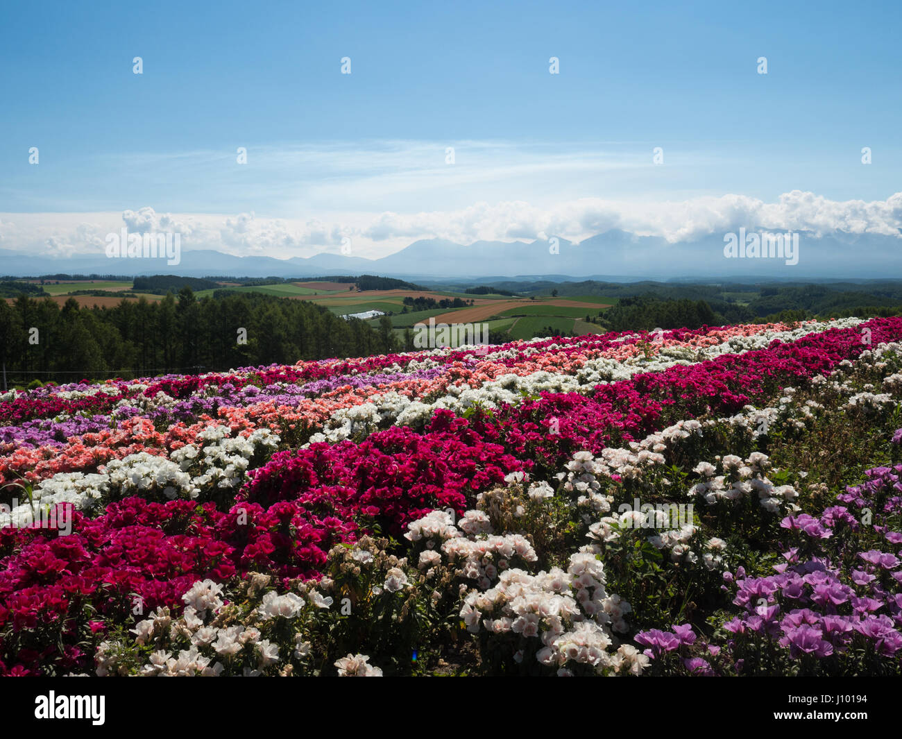 Rural Scenery in Furano, Hokkaido, Sapporo Stock Photo - Alamy
