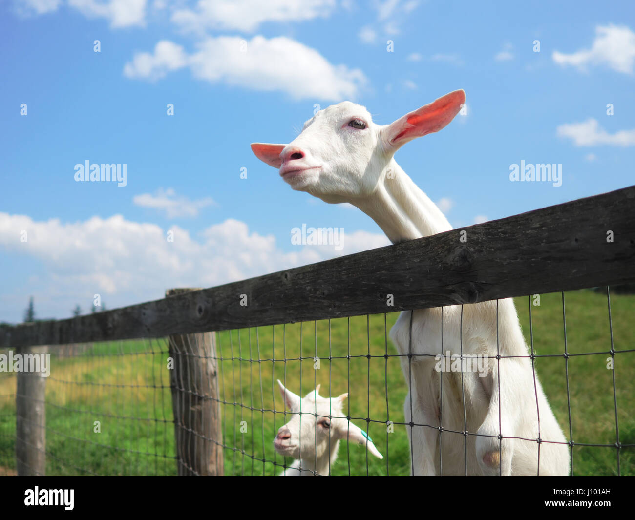 Goat in Ranch Stock Photo - Alamy