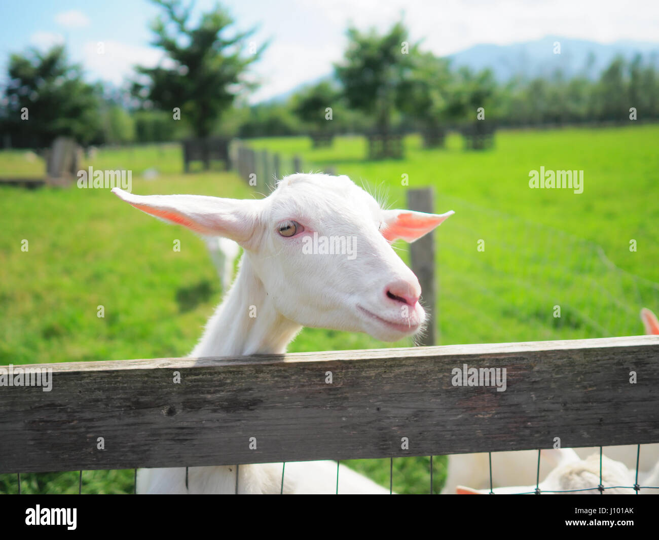 Goat in Ranch Stock Photo - Alamy