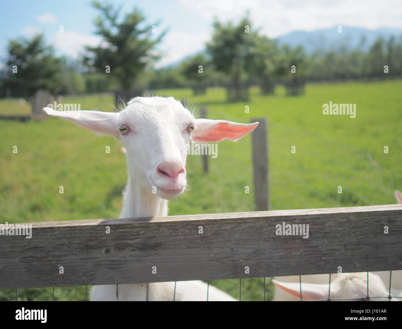 Goat in Ranch Stock Photo - Alamy