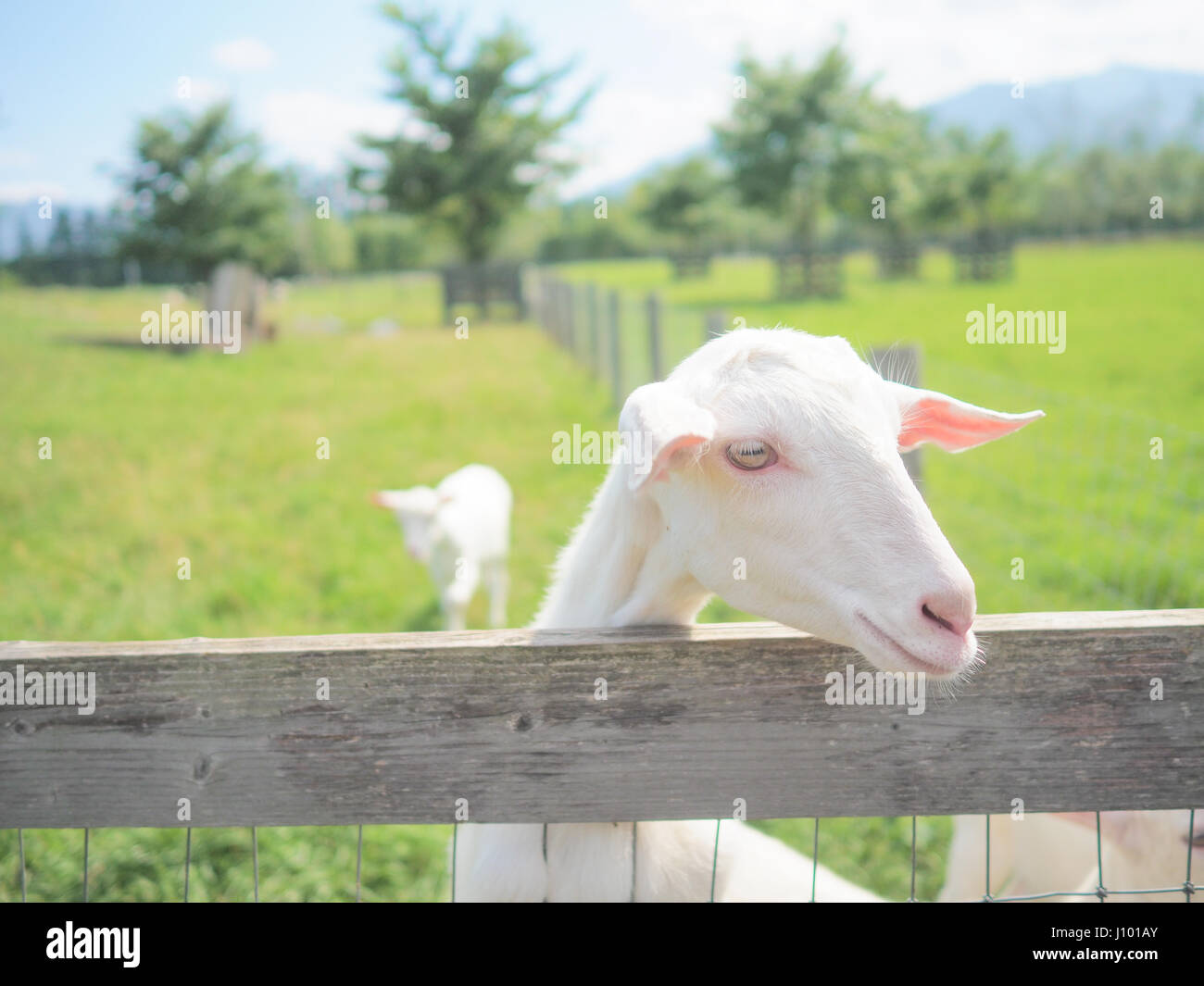Goat in Ranch Stock Photo - Alamy