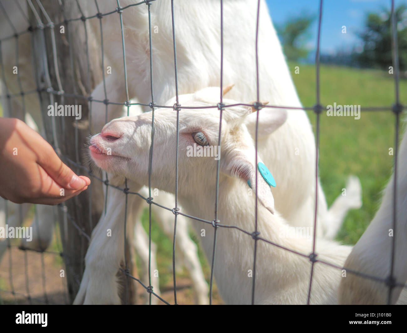 Goat in Ranch Stock Photo - Alamy