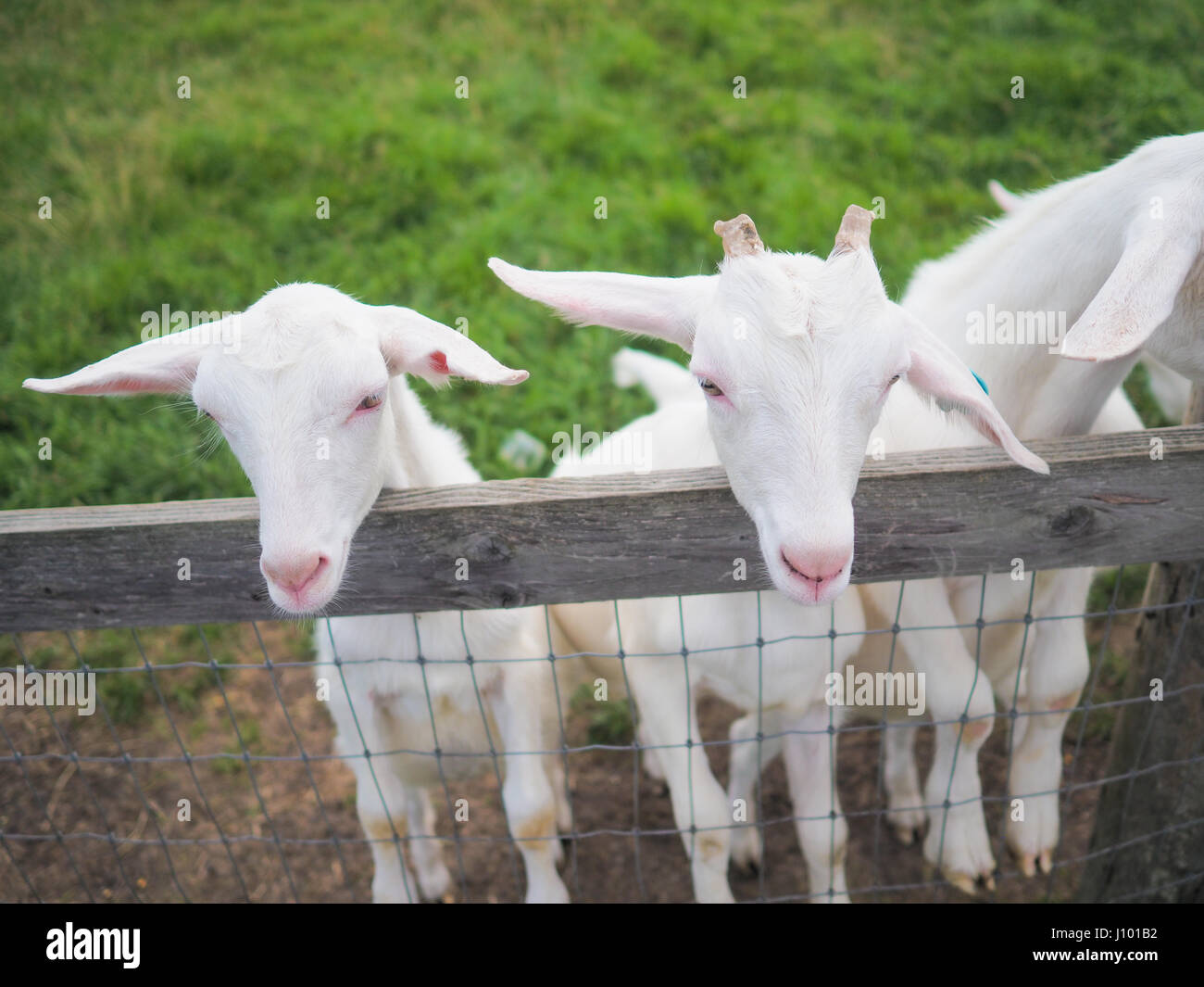Goat in Ranch Stock Photo - Alamy