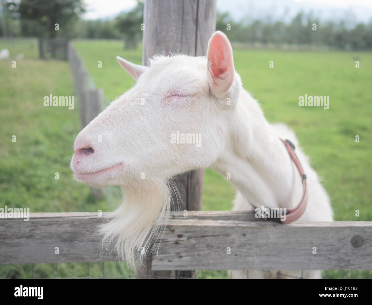 Goat in Ranch Stock Photo - Alamy