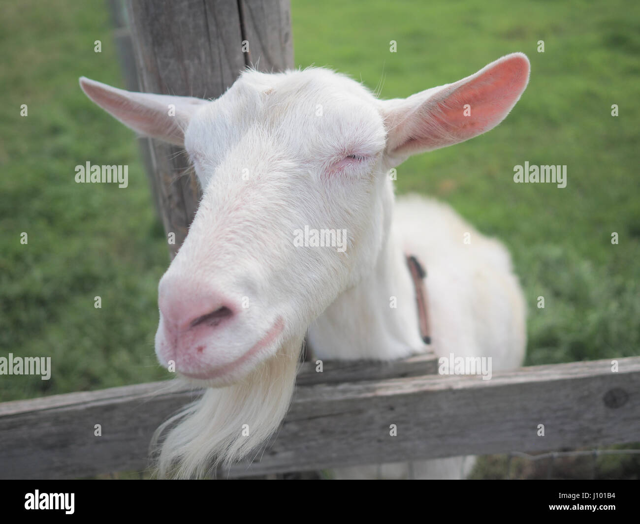 Goat in Ranch Stock Photo - Alamy