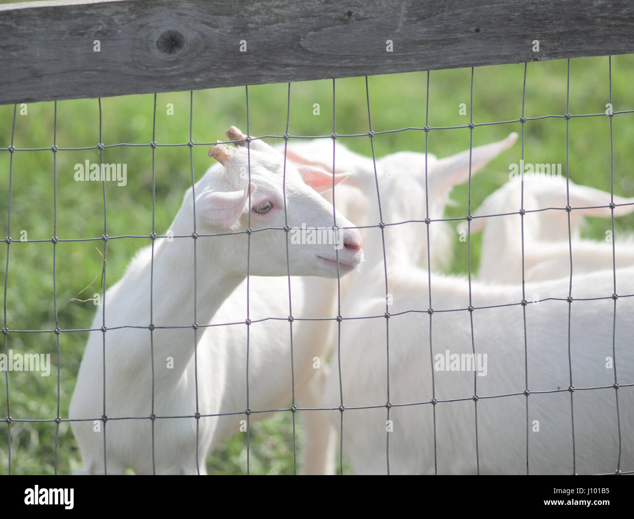 Goat in Ranch Stock Photo - Alamy