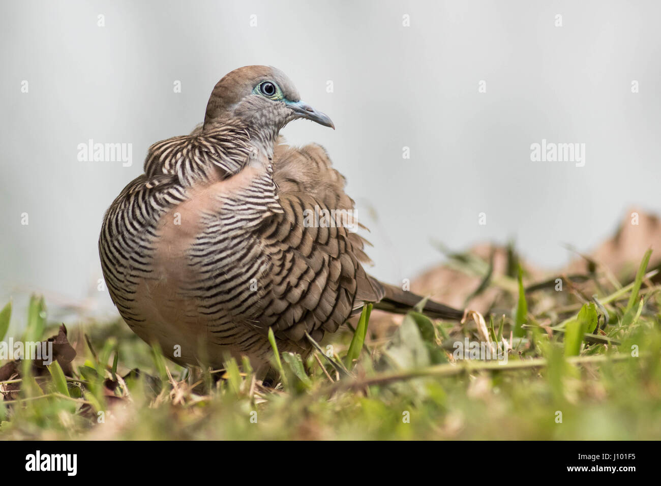 Zebra dove hi-res stock photography and images - Alamy