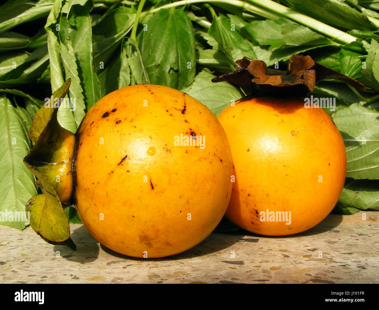 Gaab fruit hi-res stock photography and images - Alamy