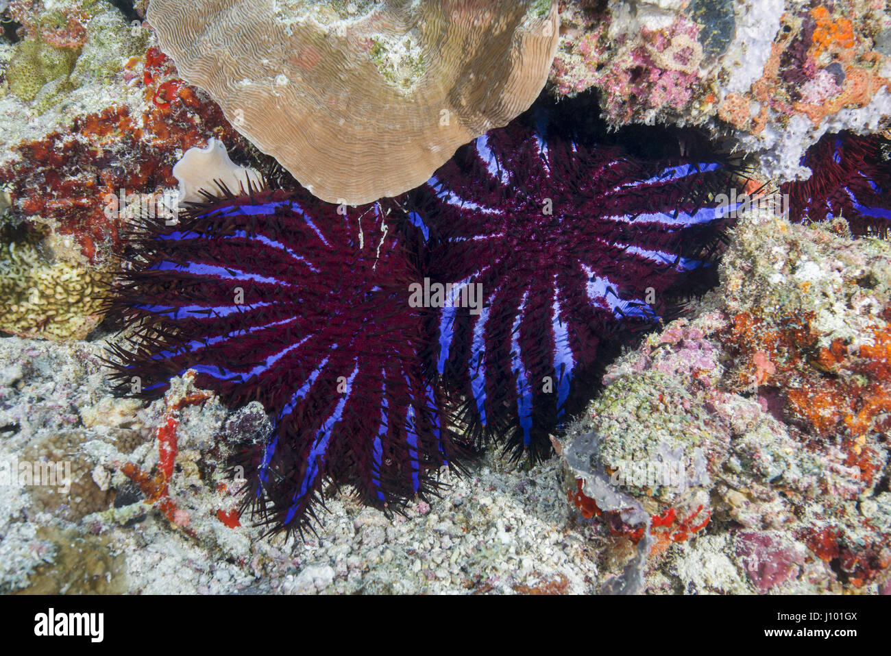 Indian ocean starfish hi-res stock photography and images - Alamy