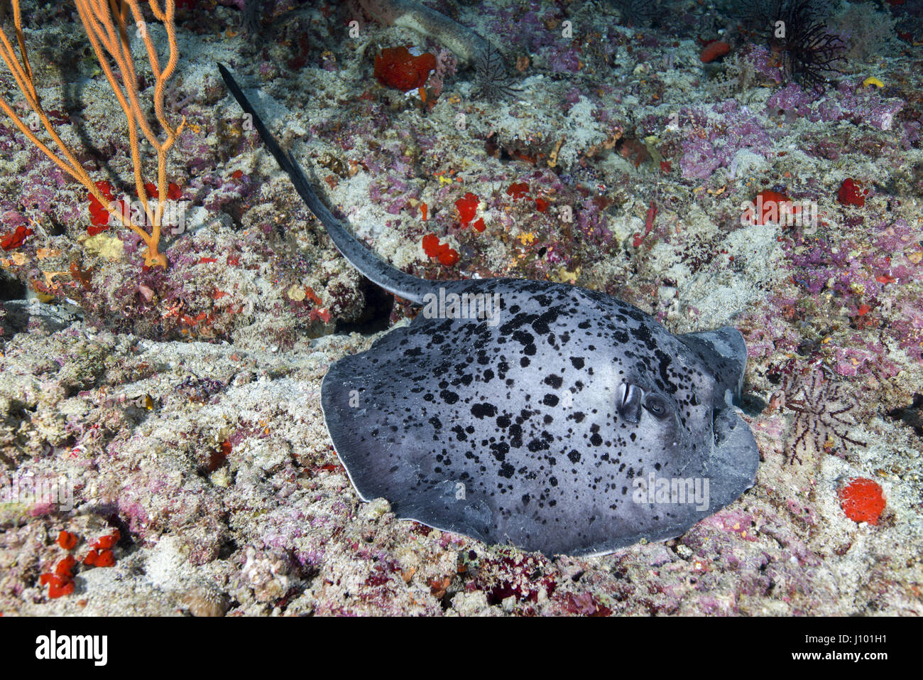 Round ribbontail ray (Taeniura meyeni) on the coral reef, Indian Ocean ...