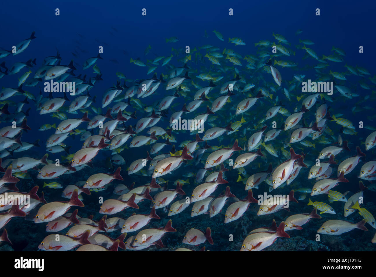 School of fish Humpback Red Snapper (Lutjanus gibbus) in blue water ...