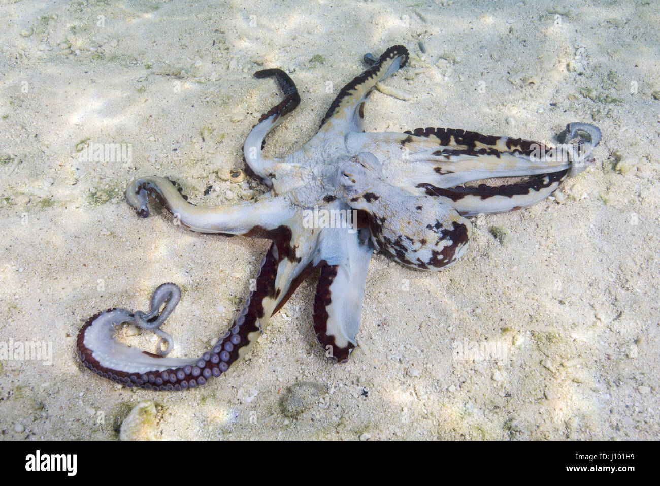 Big Blue Octopus (Octopus cyanea) on the sandy bottom, Indian Ocean ...