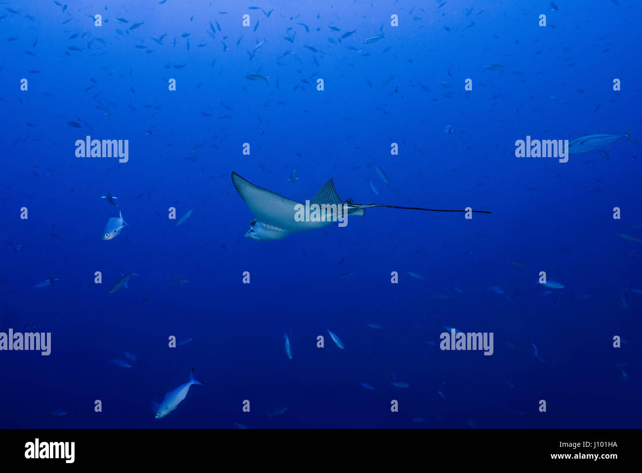 Spotted duckbill ray hi-res stock photography and images - Alamy