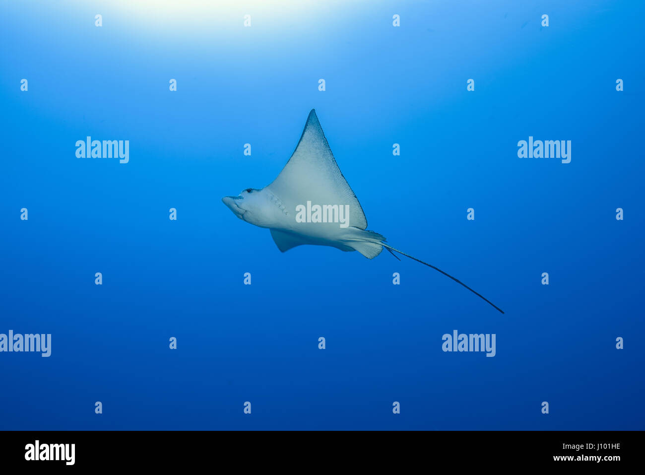 Spotted duckbill ray hi-res stock photography and images - Alamy