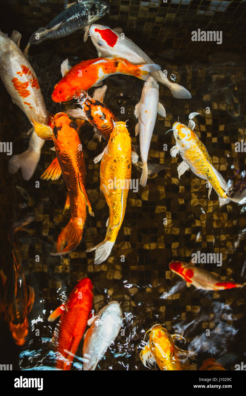 Swimming of carp or Koi fish in the pool Stock Photo - Alamy