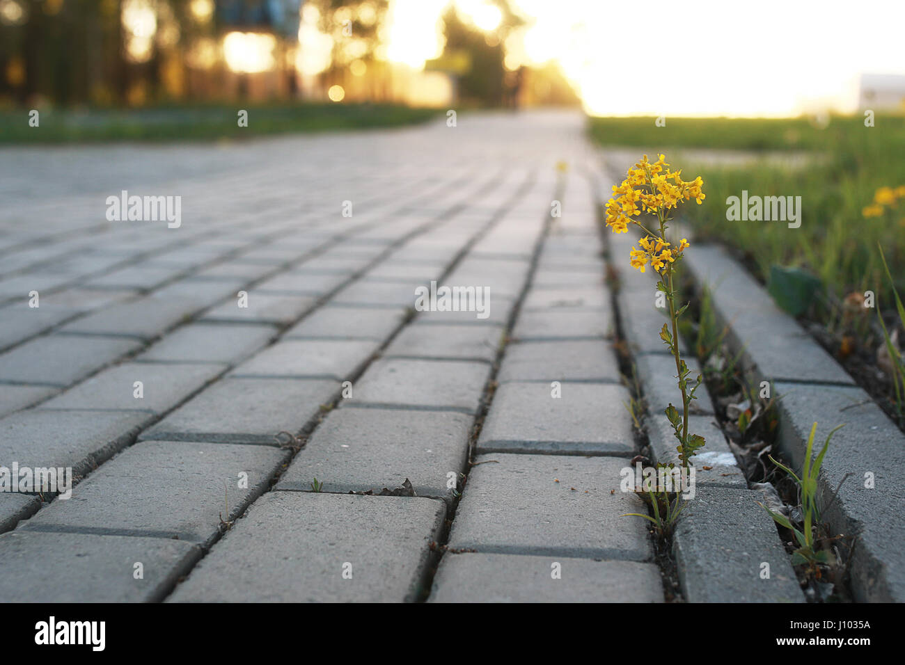 flower growing through the paving stone at sunset Stock Photo - Alamy