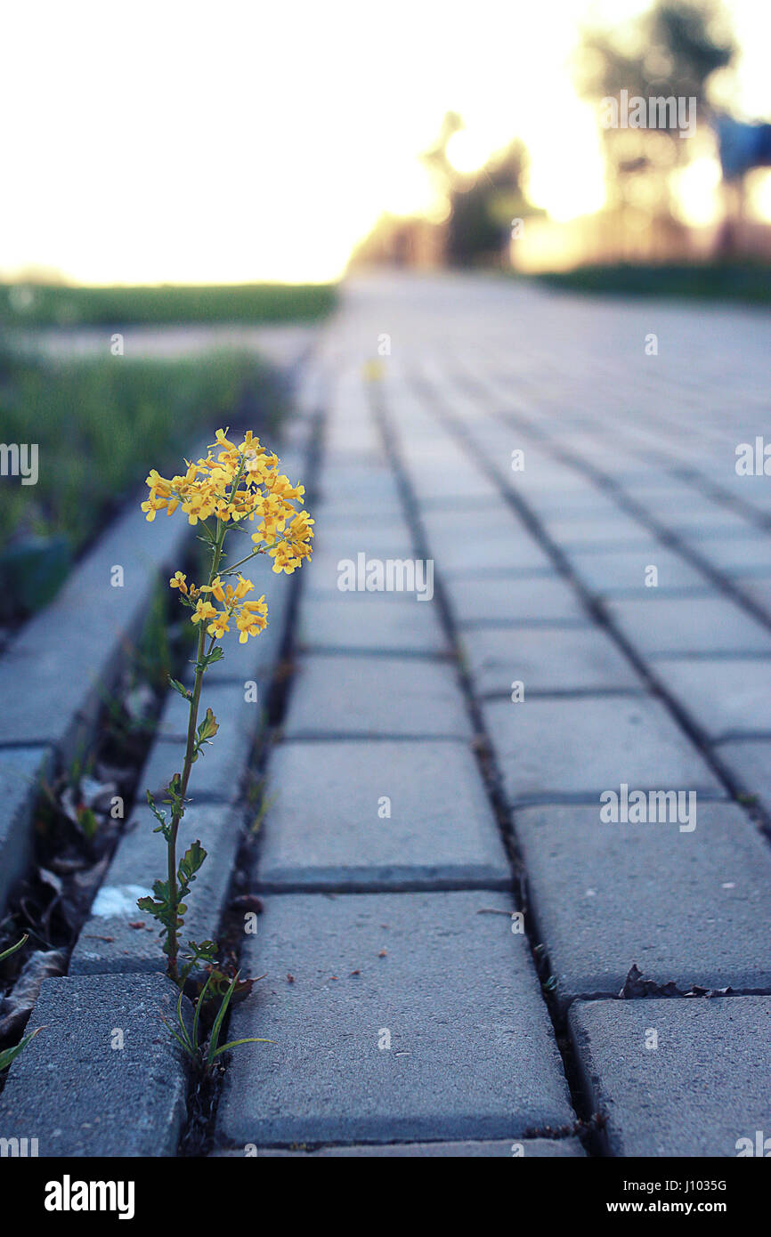 small flower growing through the paving stone at sunset Stock Photo - Alamy