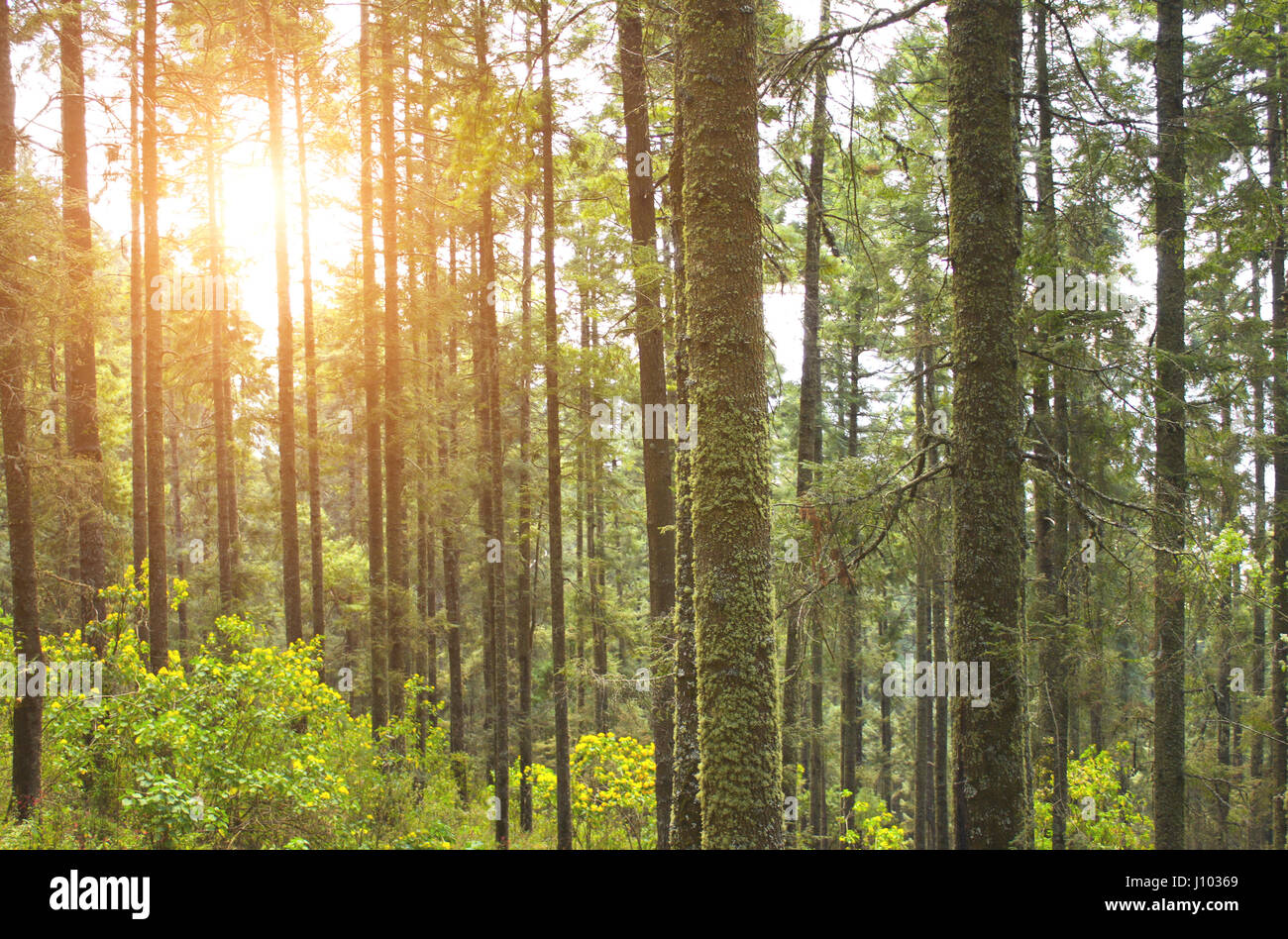 Beautiful landscape with summer coniferous forest and sun. Monarch ...