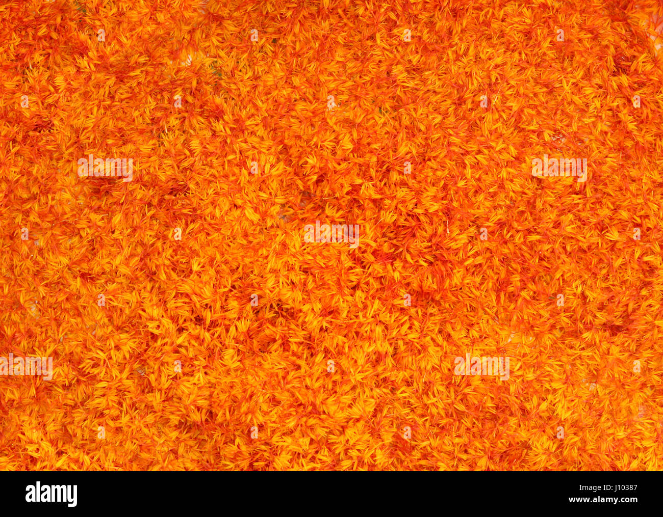 Nature texture with many petals of flower of orange color Stock Photo ...