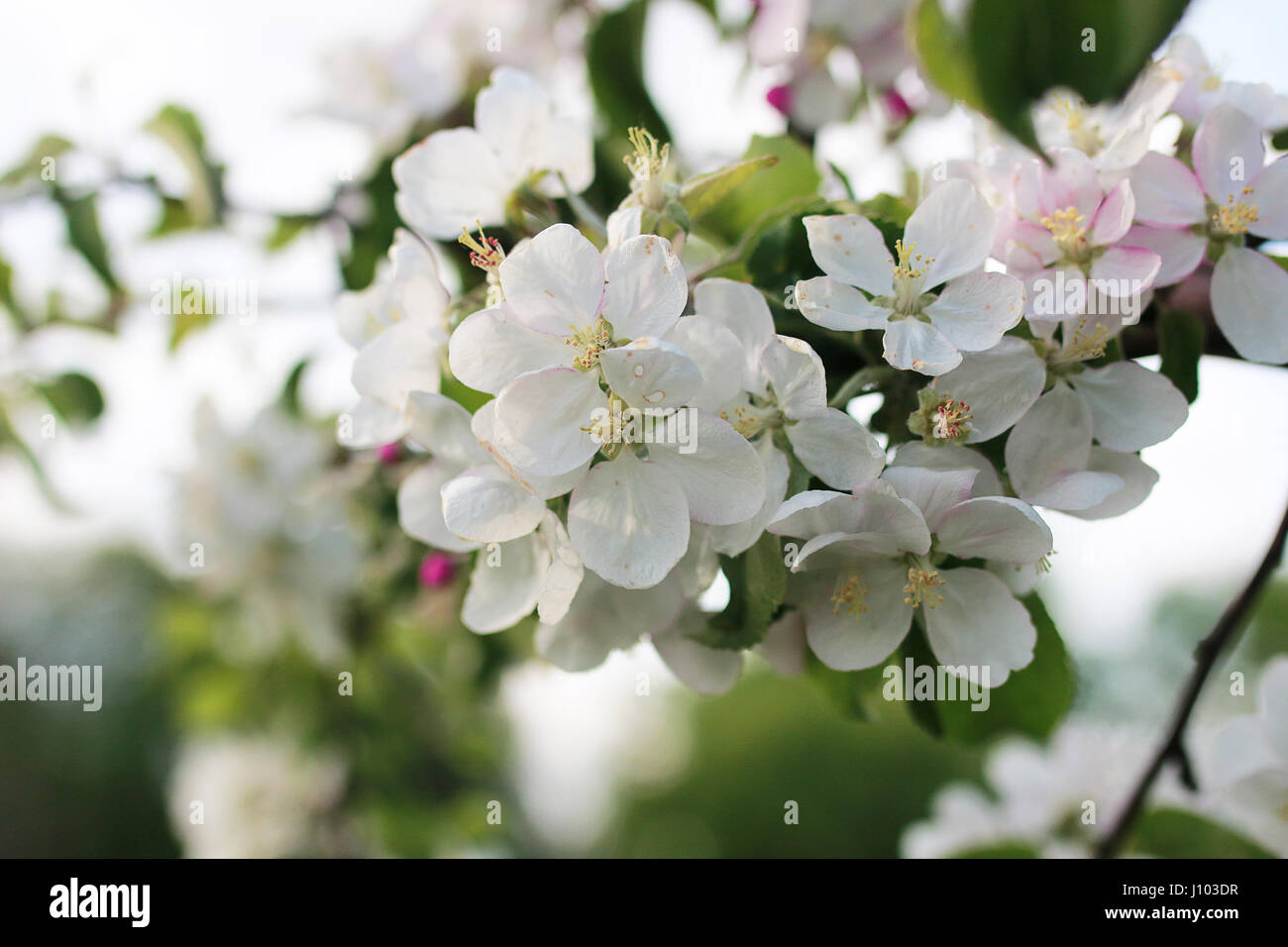 flowering apple tree with bright white flowers Stock Photo - Alamy
