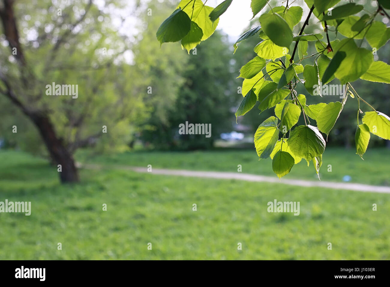 park in the city, young sprouts of trees in spring Stock Photo - Alamy