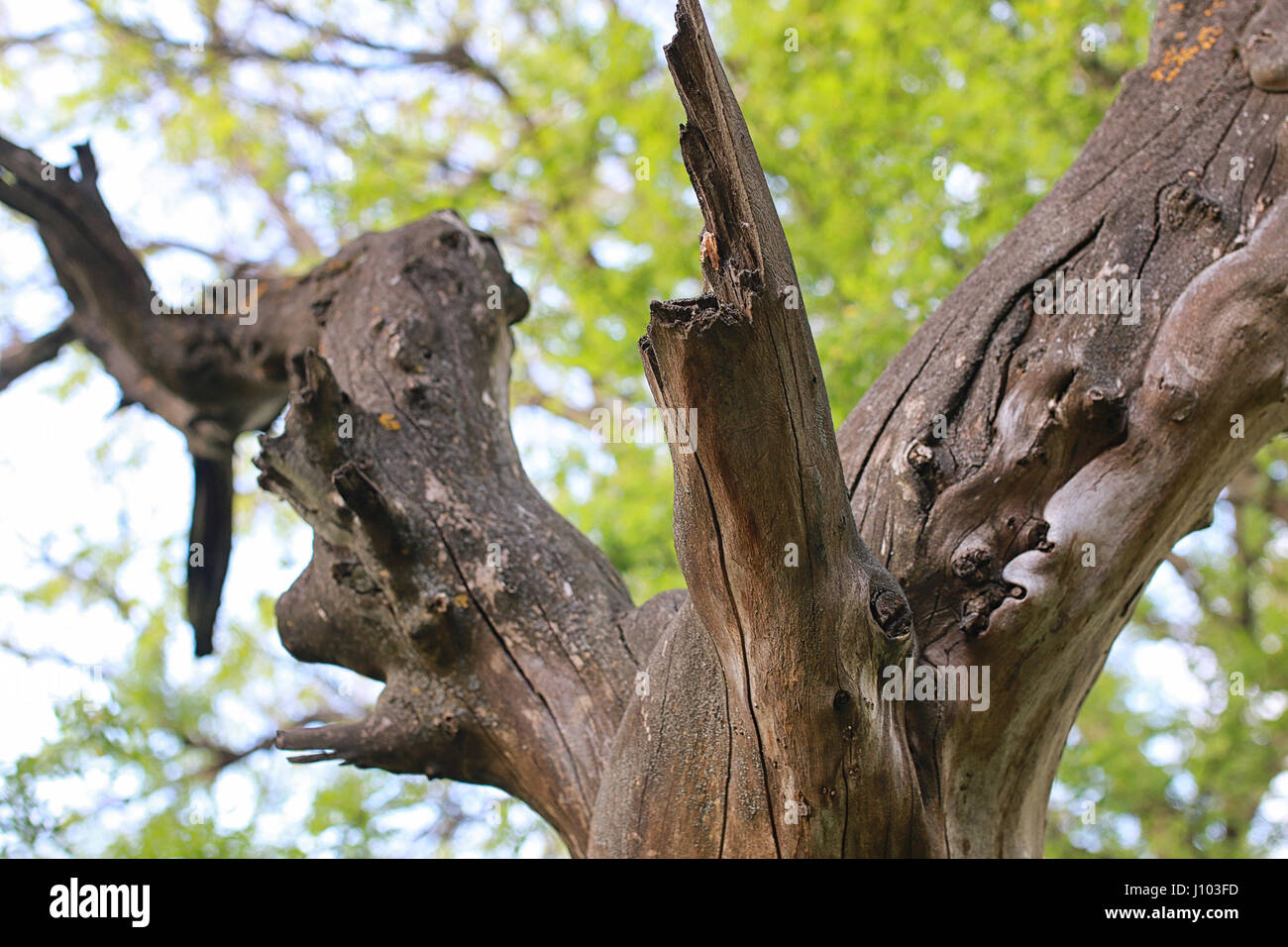 texture of the old dried-up tree at the beginning of the spring Stock ...