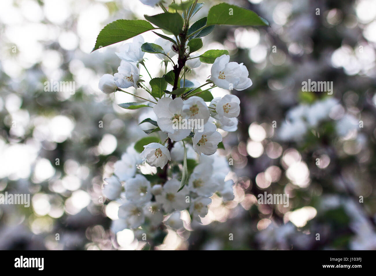 flowering apple tree with bright white flowers Stock Photo - Alamy