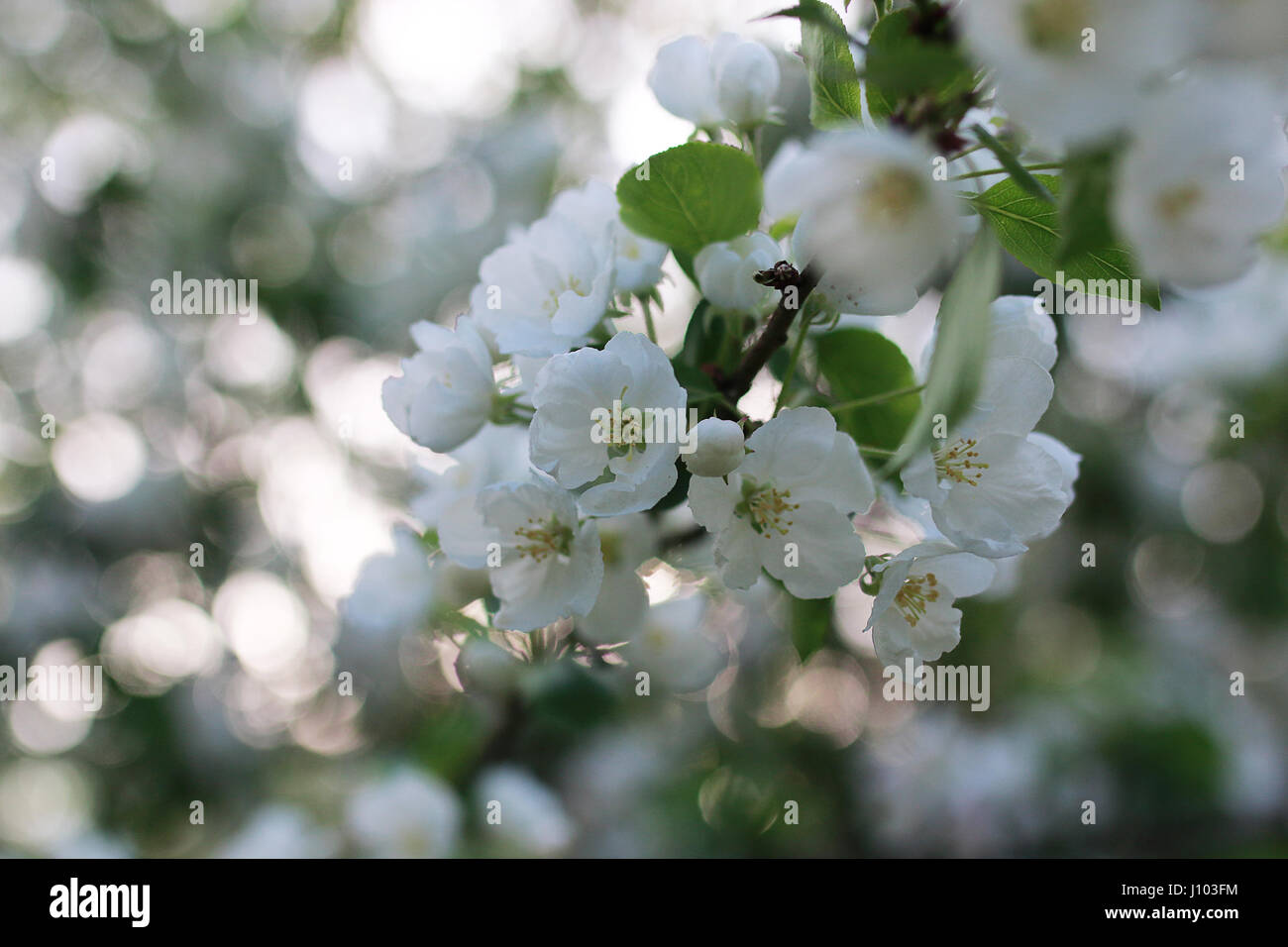 flowering apple tree with bright white flowers Stock Photo - Alamy