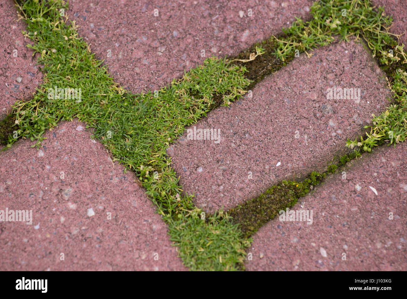 Pebble stone path walkway hi-res stock photography and images - Alamy