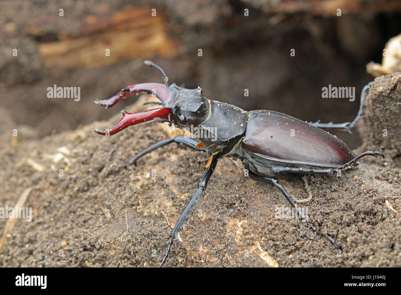 Male stag beetle hi-res stock photography and images - Alamy