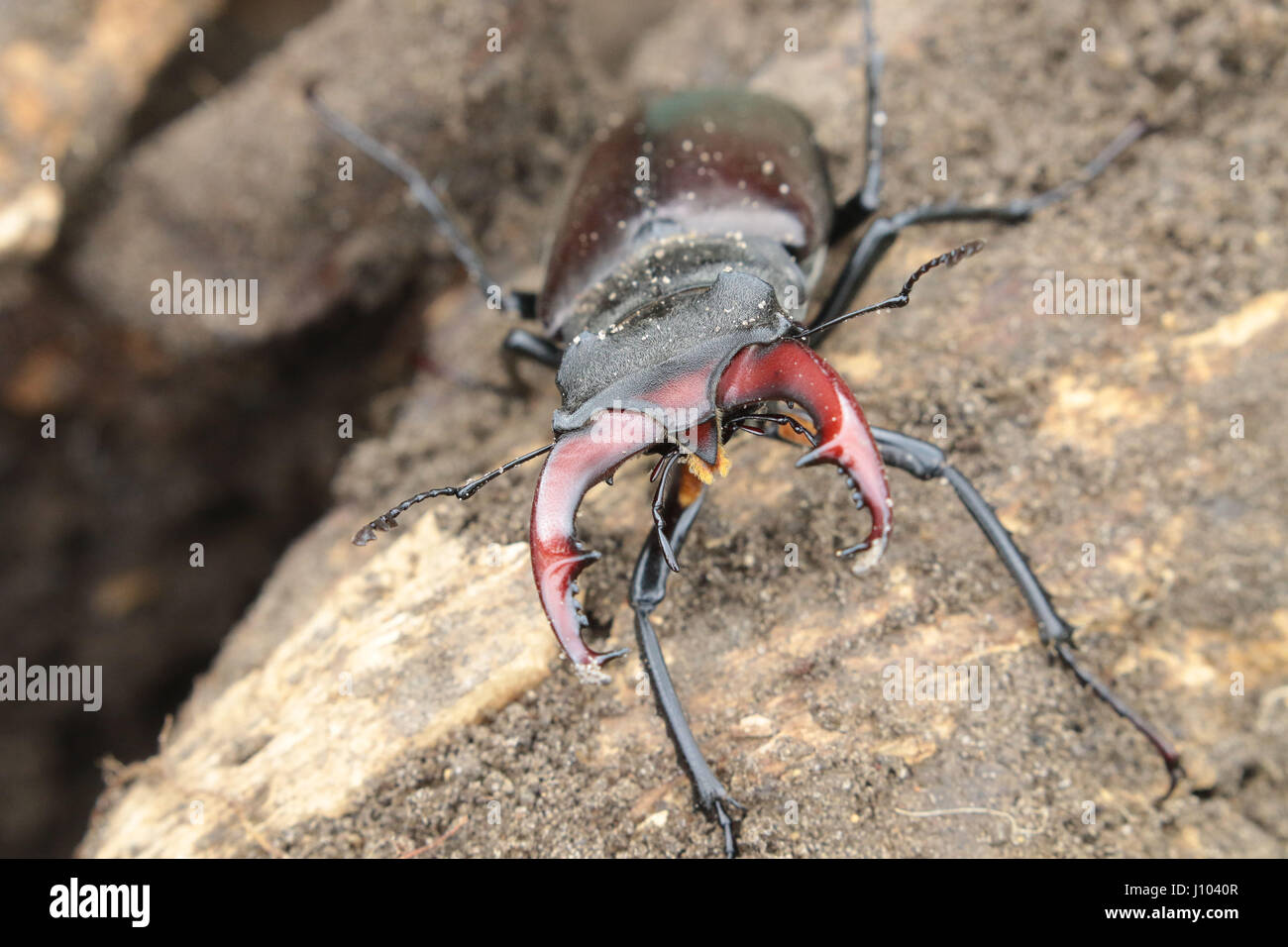 Stag beetle jaws insect hi-res stock photography and images - Alamy