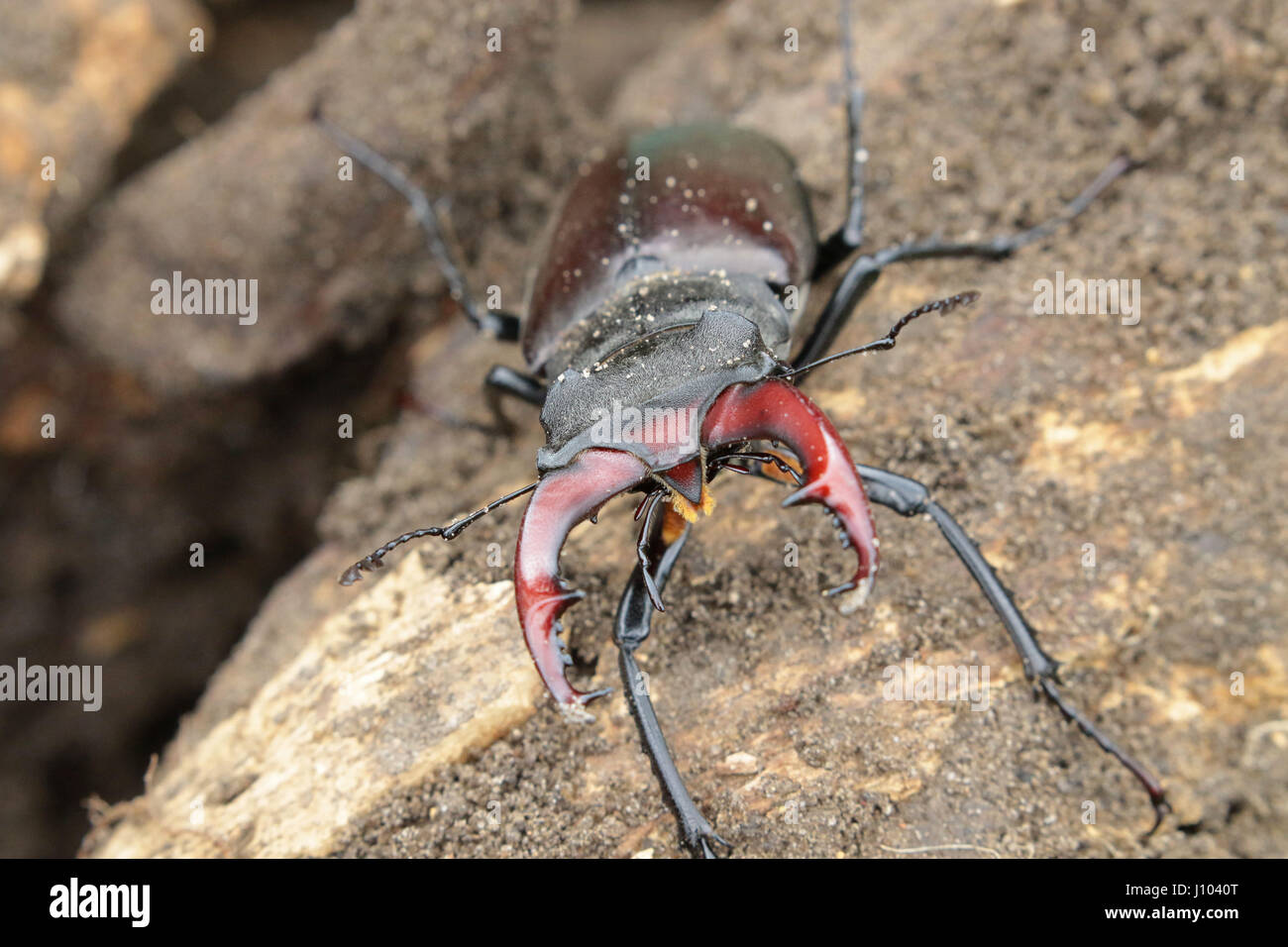 Male stag beetle, Fleet Hampshire UK Stock Photo - Alamy