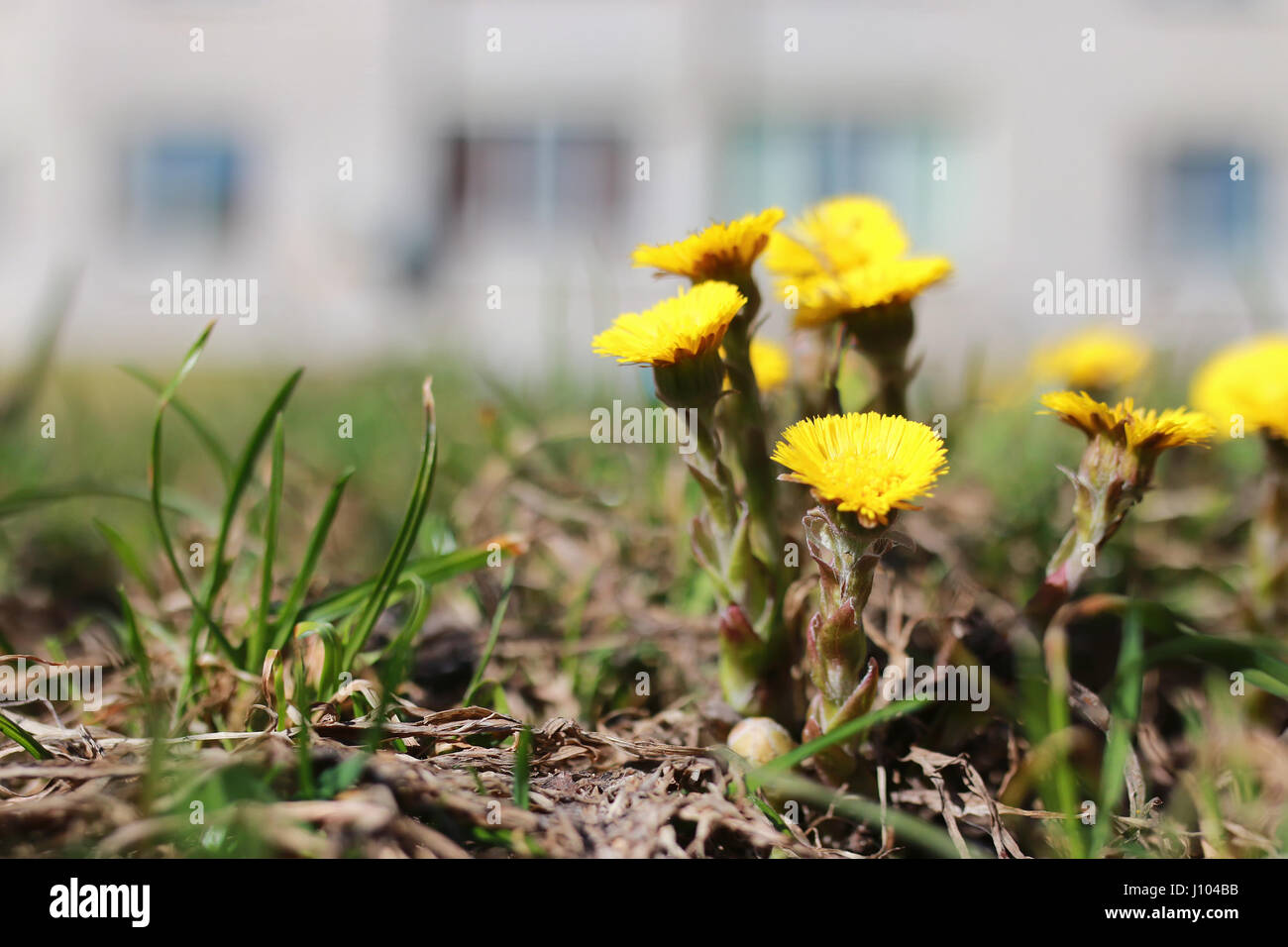 first flower mother and stepmother Stock Photo - Alamy