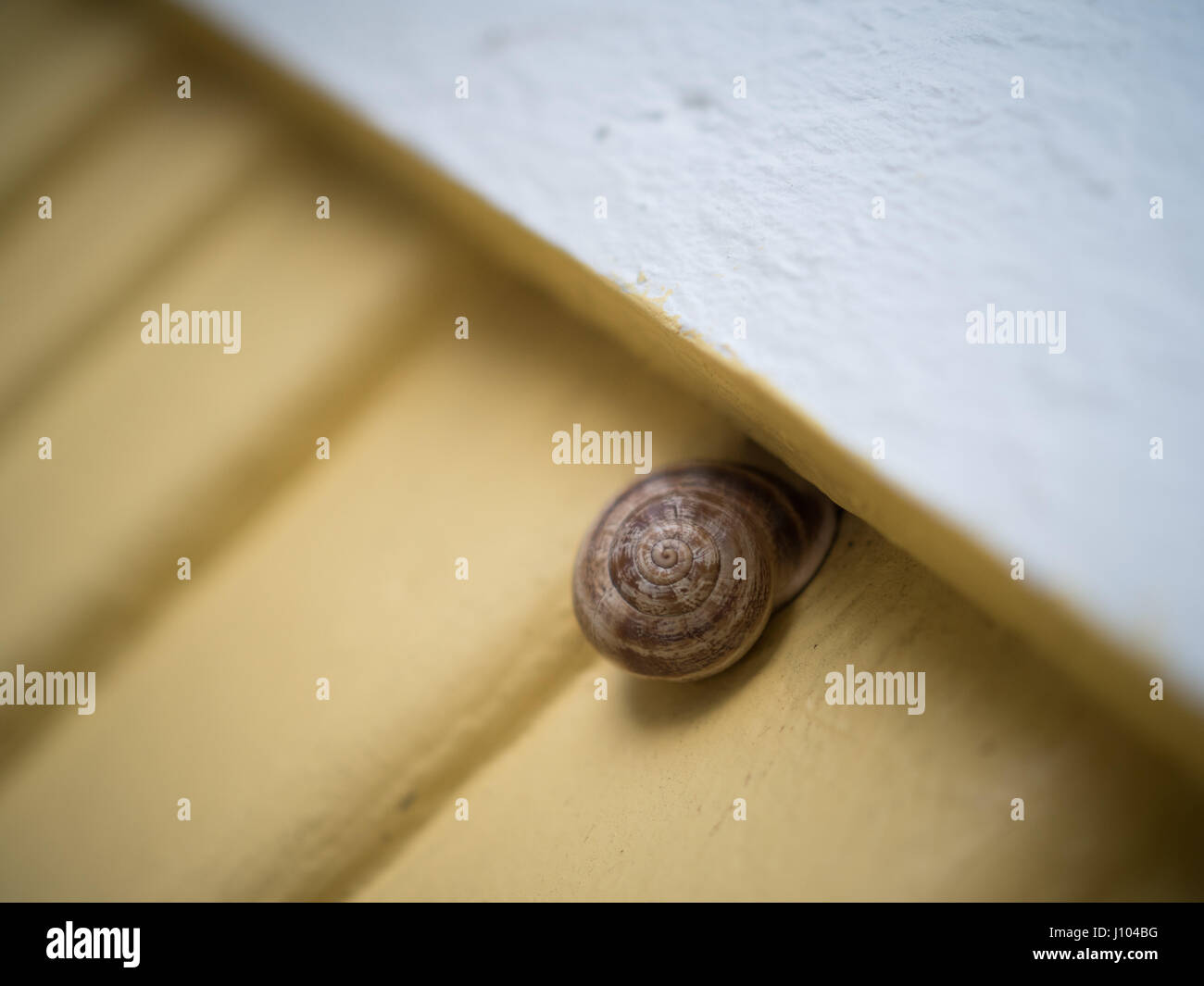 Snail attached to the side of a house Stock Photo - Alamy