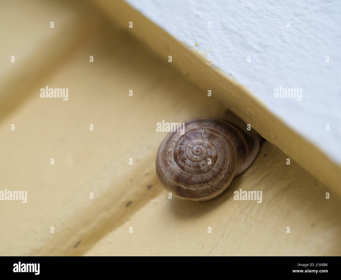 Snail attached to the side of a house Stock Photo - Alamy