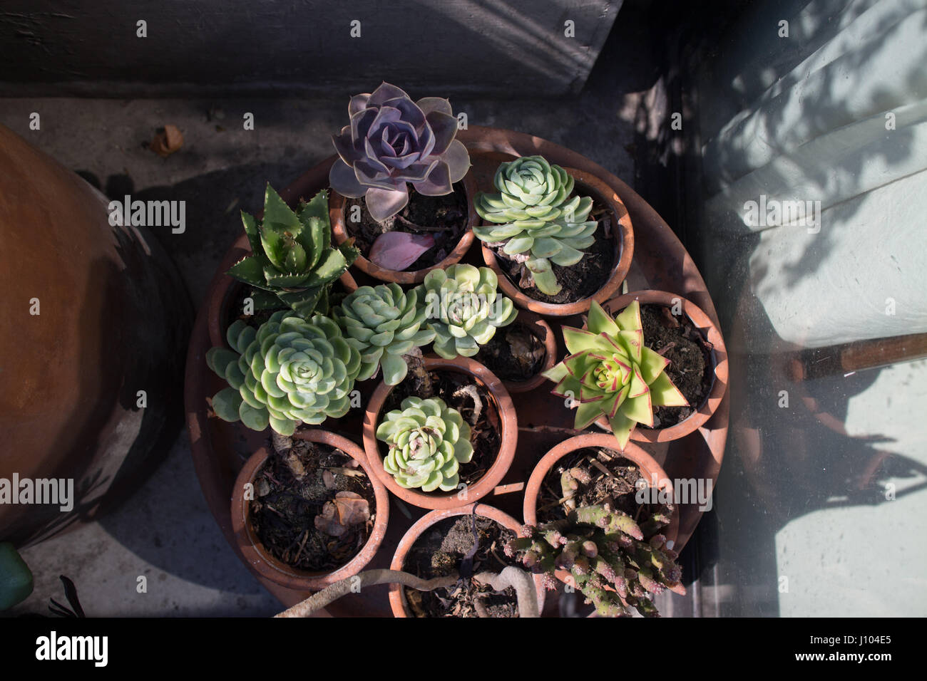 Succulents hi-res stock photography and images - Alamy