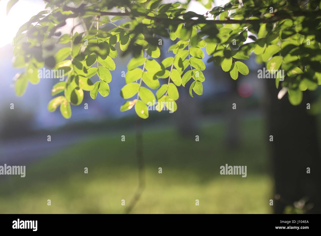 park leaf sun Stock Photo - Alamy