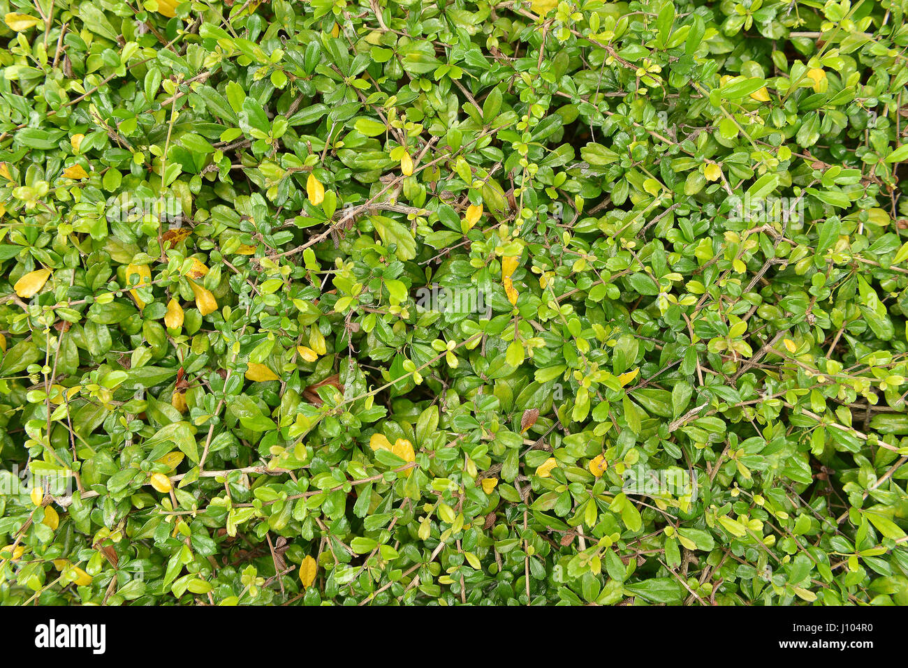 Bush seamless texture, background Stock Photo - Alamy