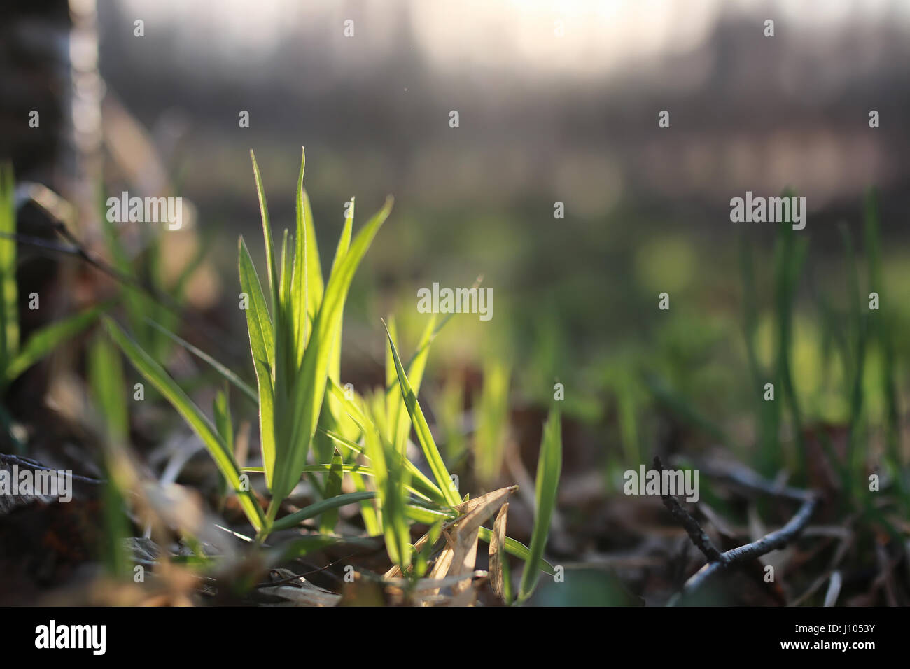 spring grass and flower Stock Photo - Alamy