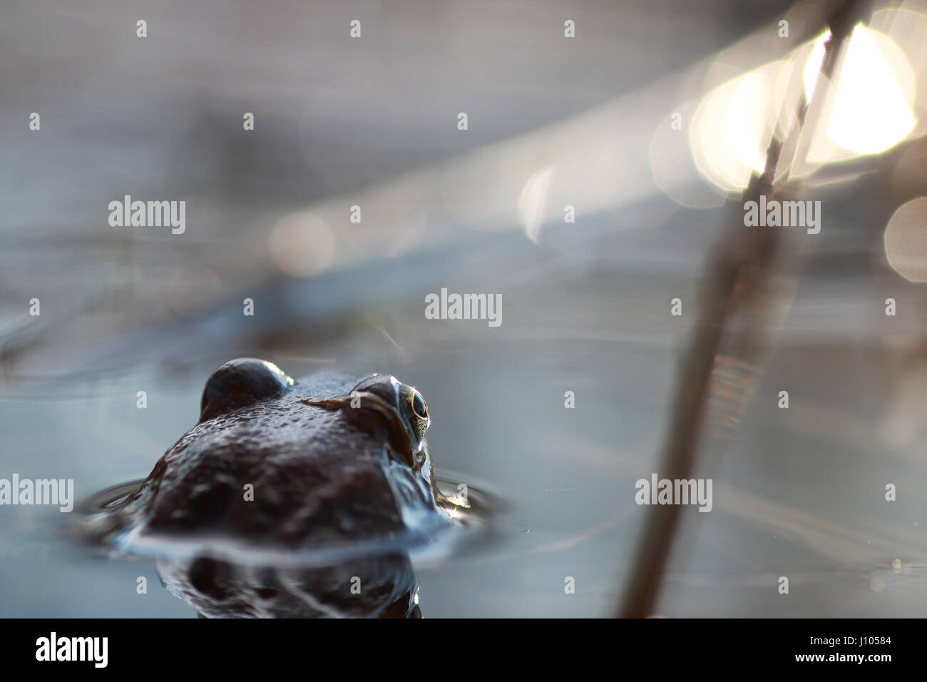 frog head back in water Stock Photo - Alamy