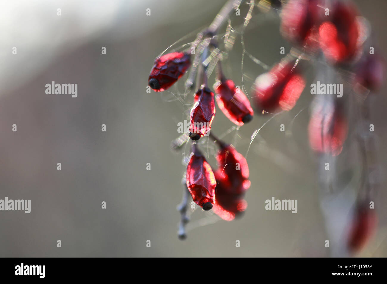 berry barberry at sunset Stock Photo - Alamy