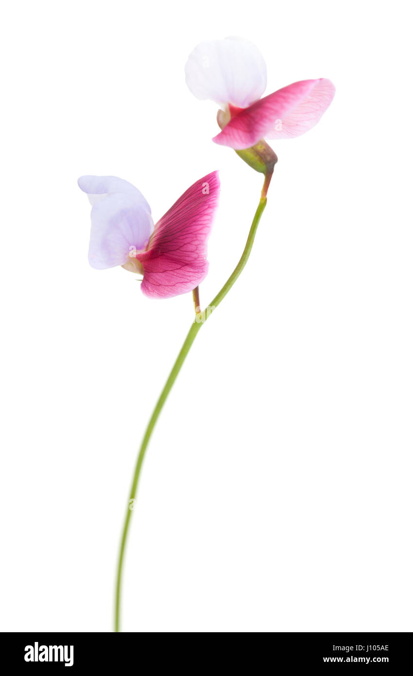 Lathyrus clymenum, also called Spanish vetchling, two-toned flowers ...