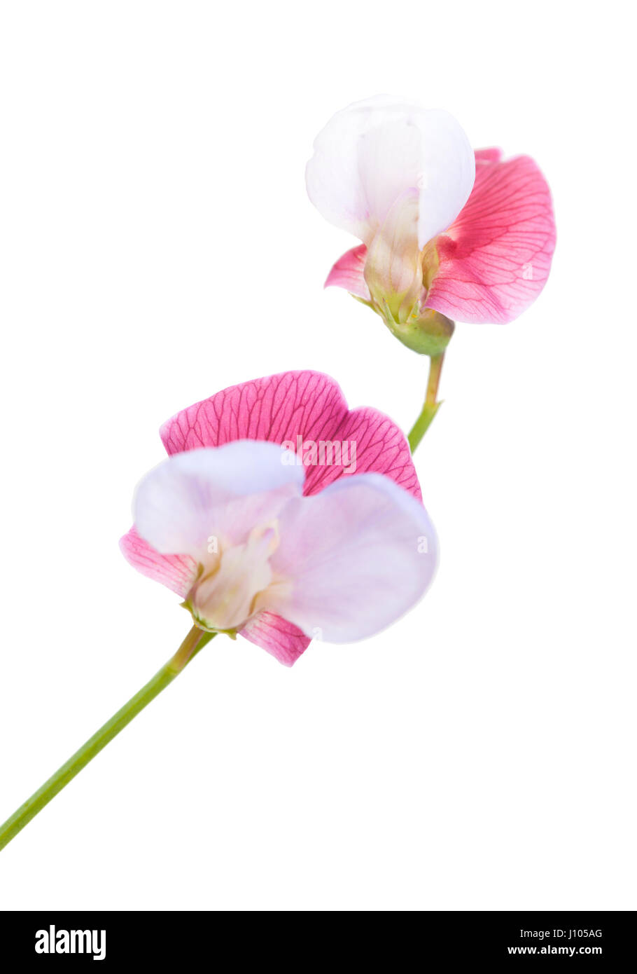 Lathyrus clymenum, also called Spanish vetchling, two-toned flowers ...